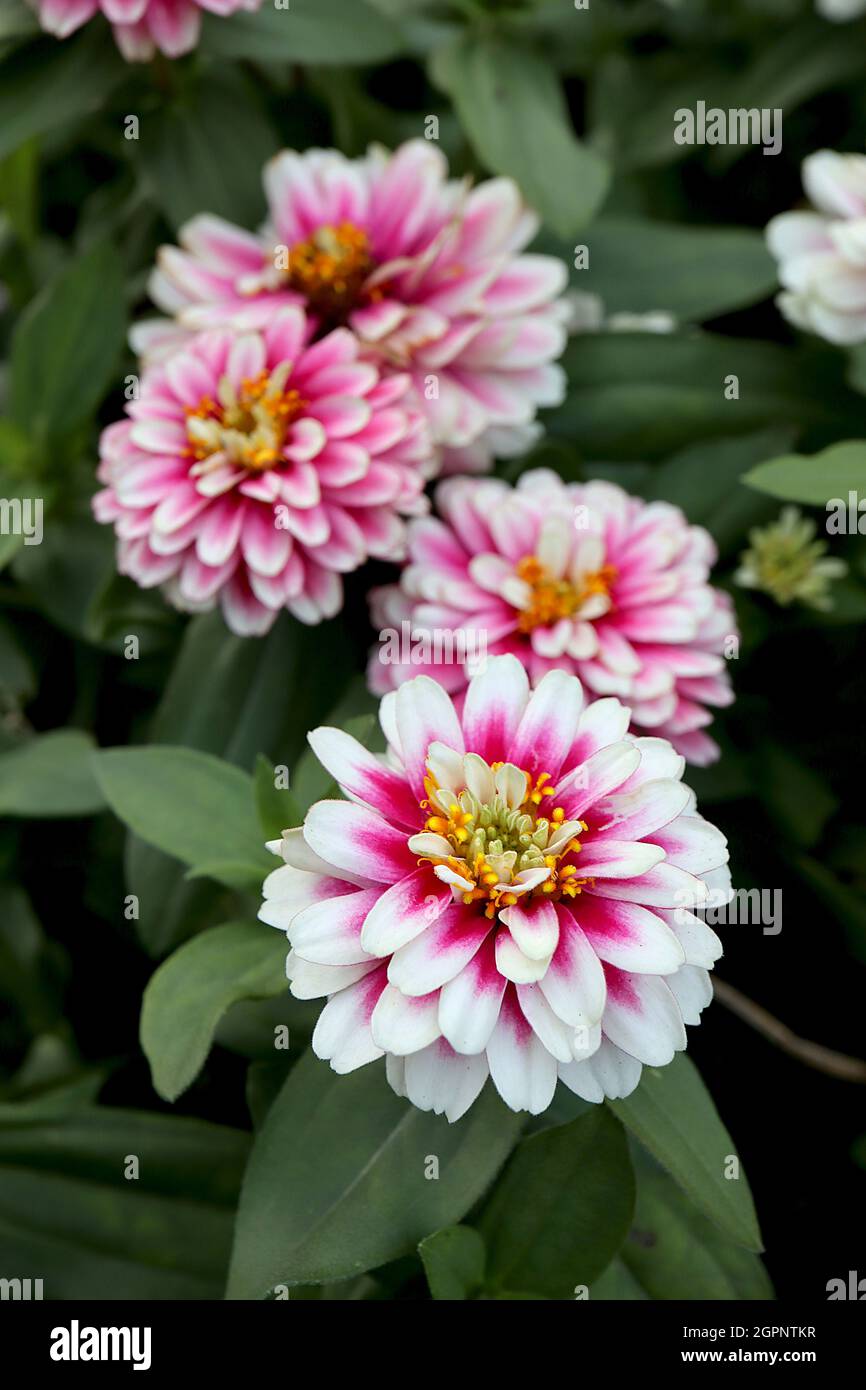 Zinnia marylandica ‘Zahara Double Raspberry Ripple’ double white ...