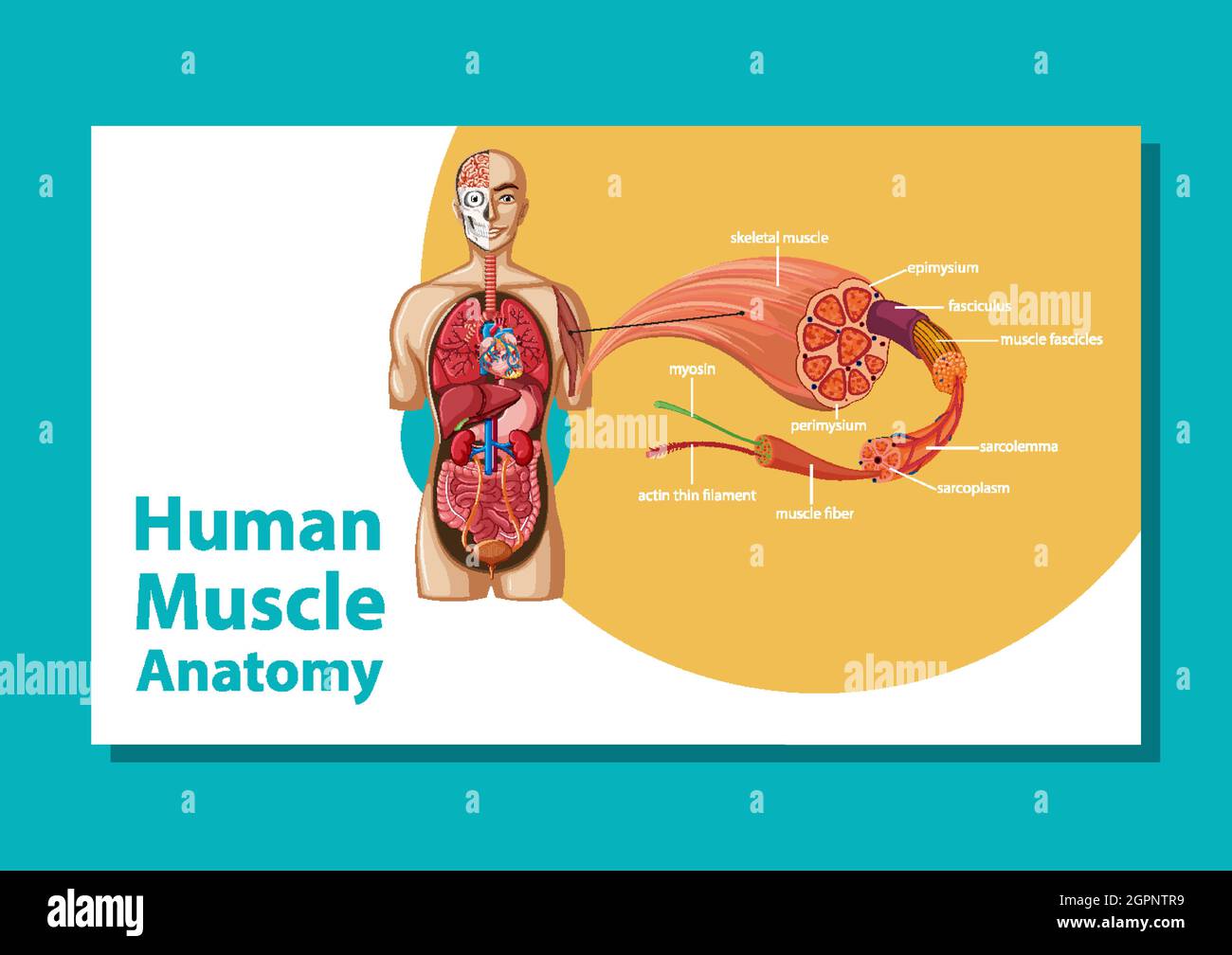 Human muscle anatomy with body anatomy illustration Stock Vector Image ...