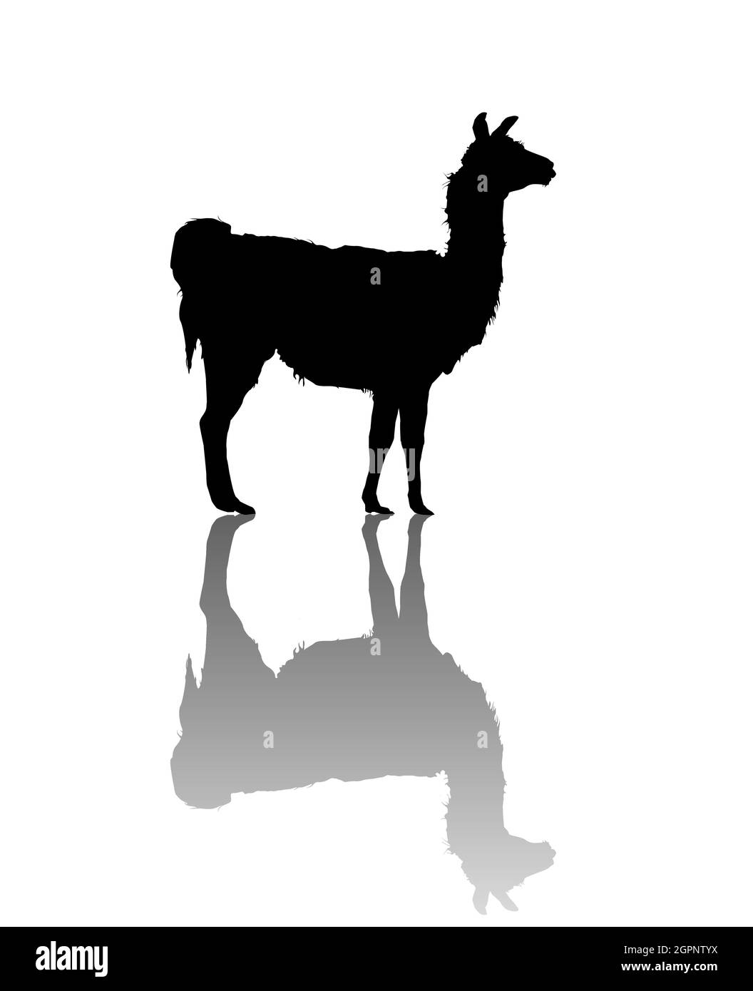 Black llama Cut Out Stock Images & Pictures - Alamy