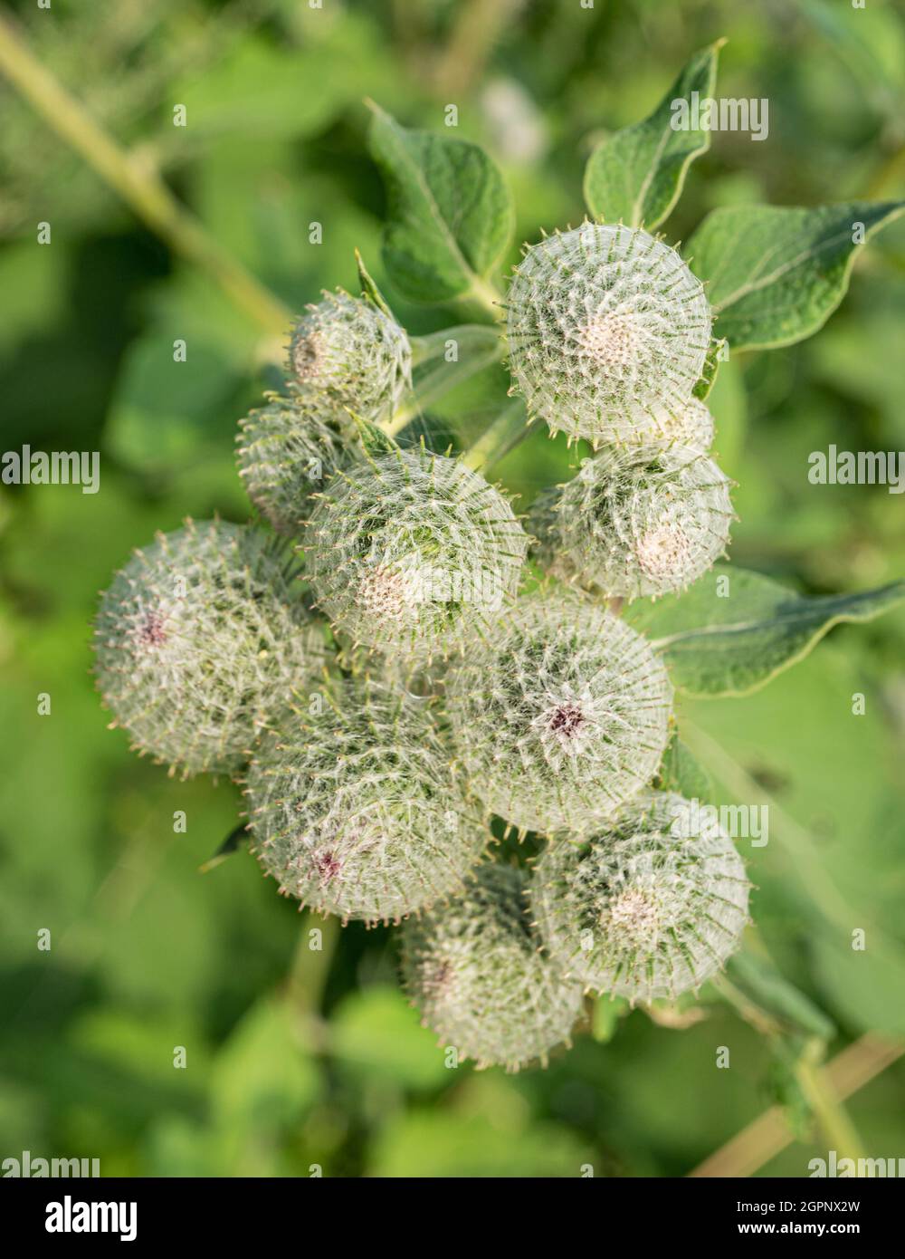 Prickly heads of burdock plants. Top view Stock Photo - Alamy