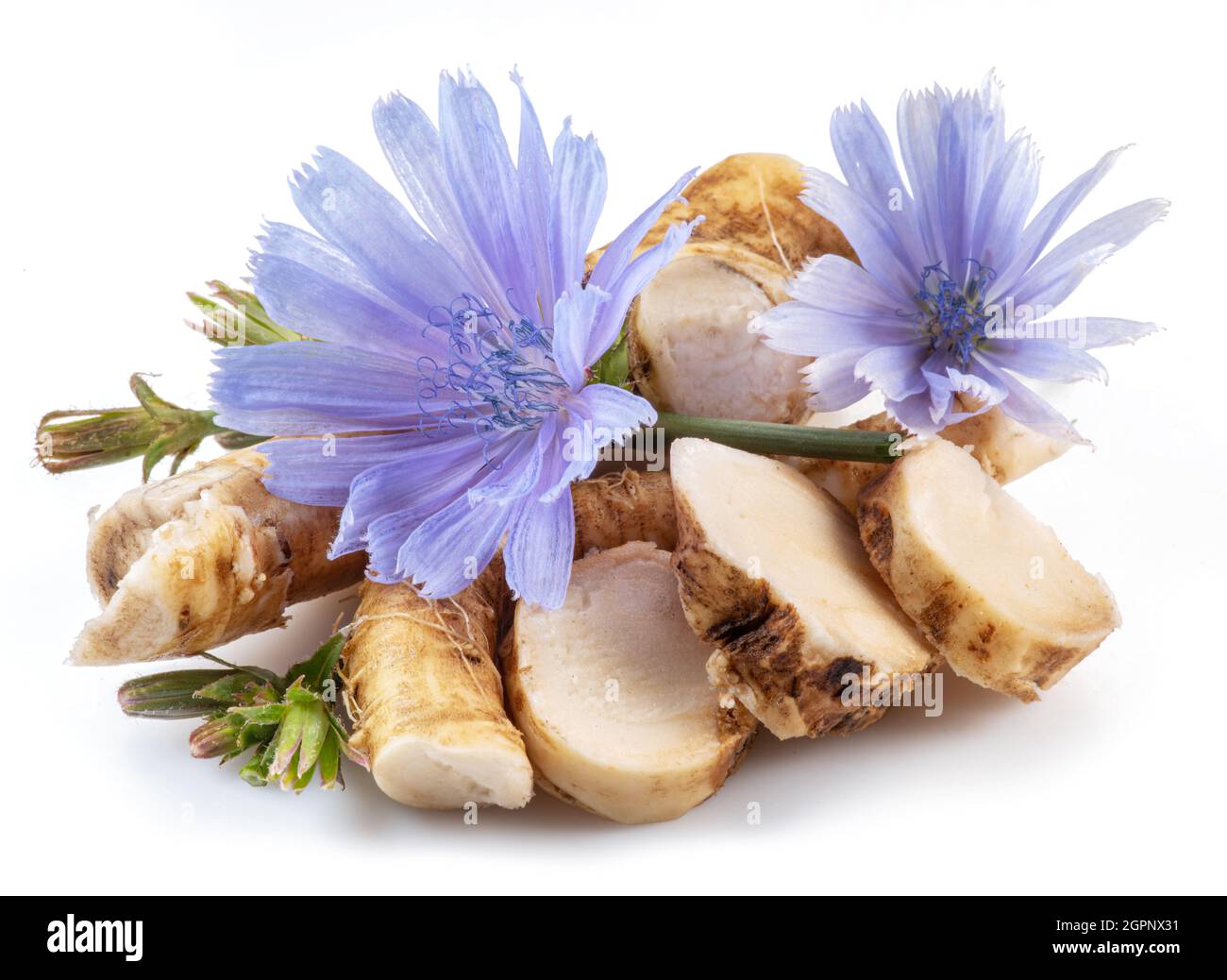 Chicory flowers and roots close up on the white background Stock Photo ...