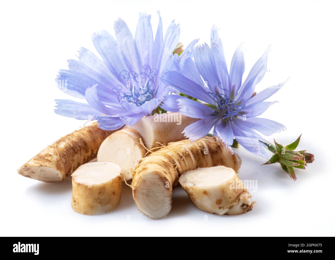 Chicory flowers and roots close up on the white background Stock Photo ...