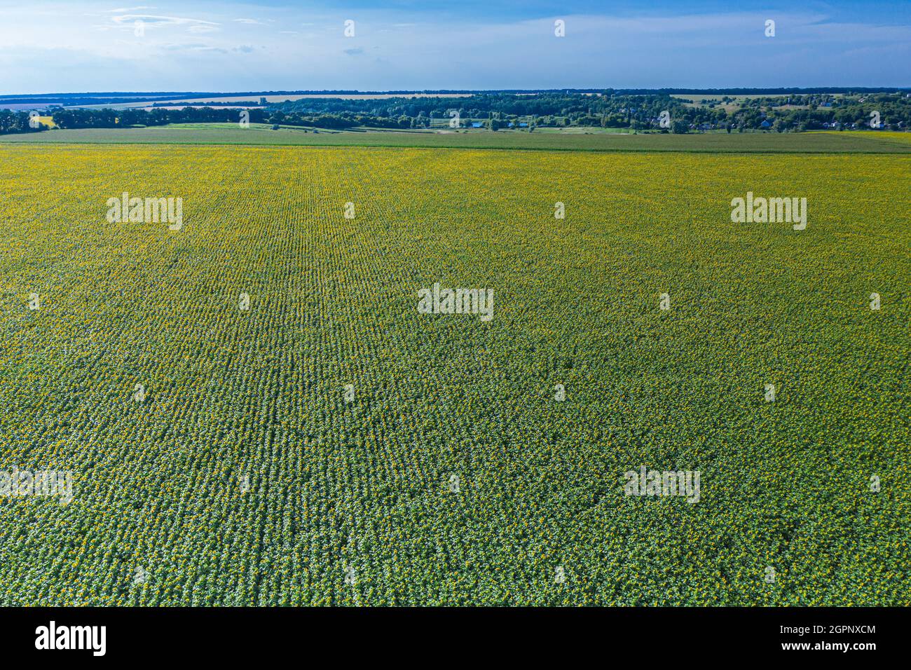 Panoramic view of sunflower field. Top view of sunflower heads. Picture ...