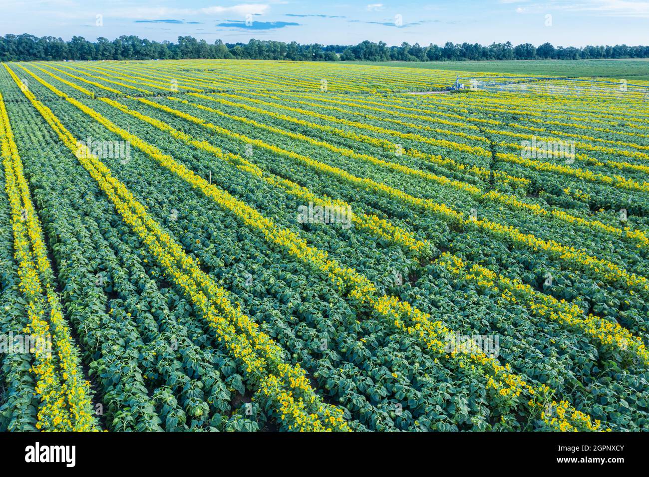 Panoramic view of sunflower field. Top view of sunflower heads. Picture ...