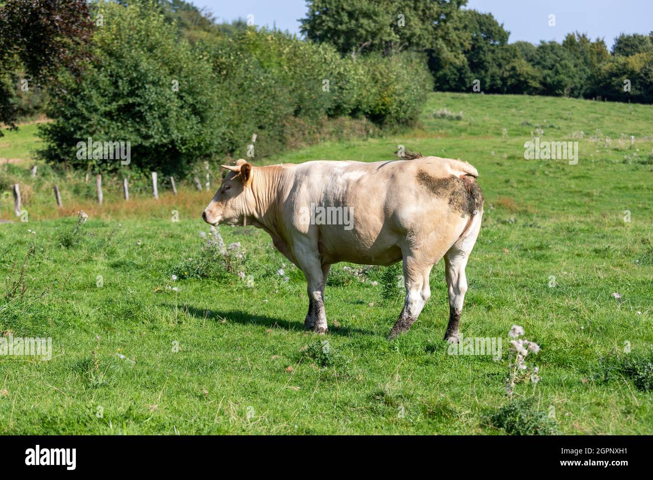 Side view brown cow hi-res stock photography and images - Alamy