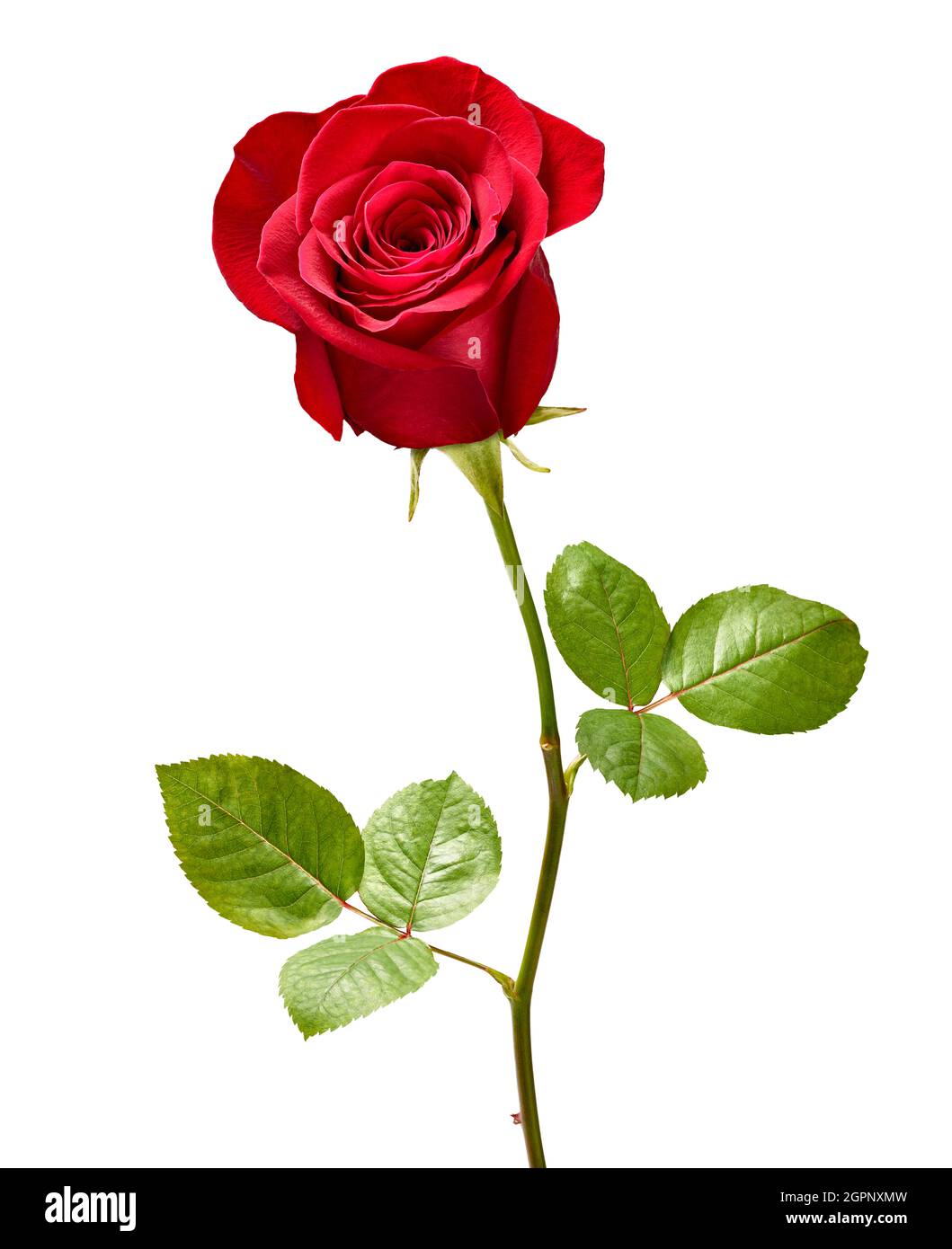 Single Red Rose Petal