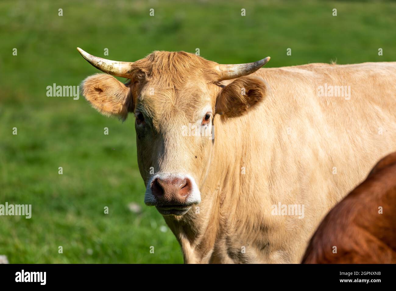 a close up on the head of a cow with flies in Germany Stock Photo - Alamy