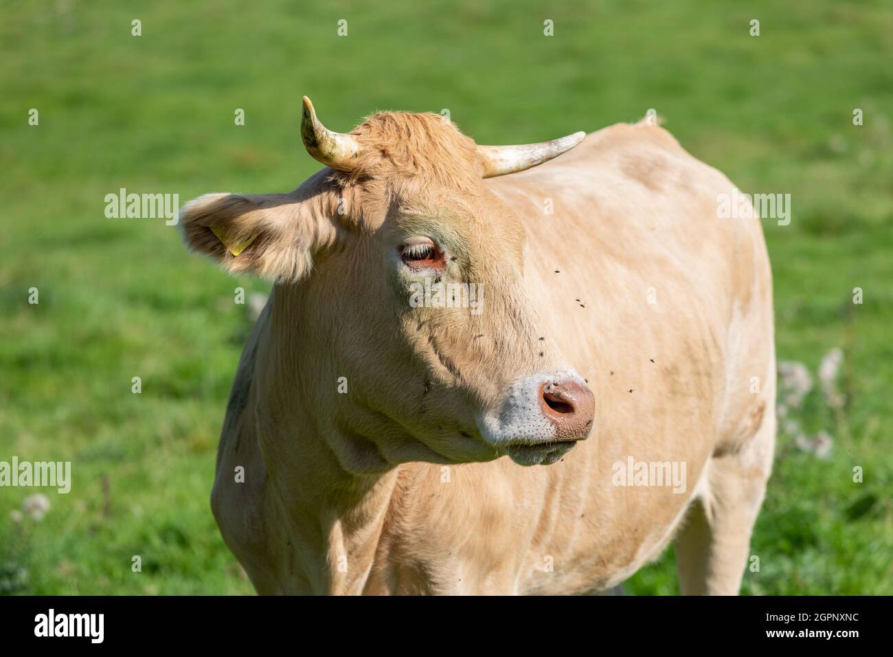 a close up on the head of a cow with flies in Germany Stock Photo - Alamy
