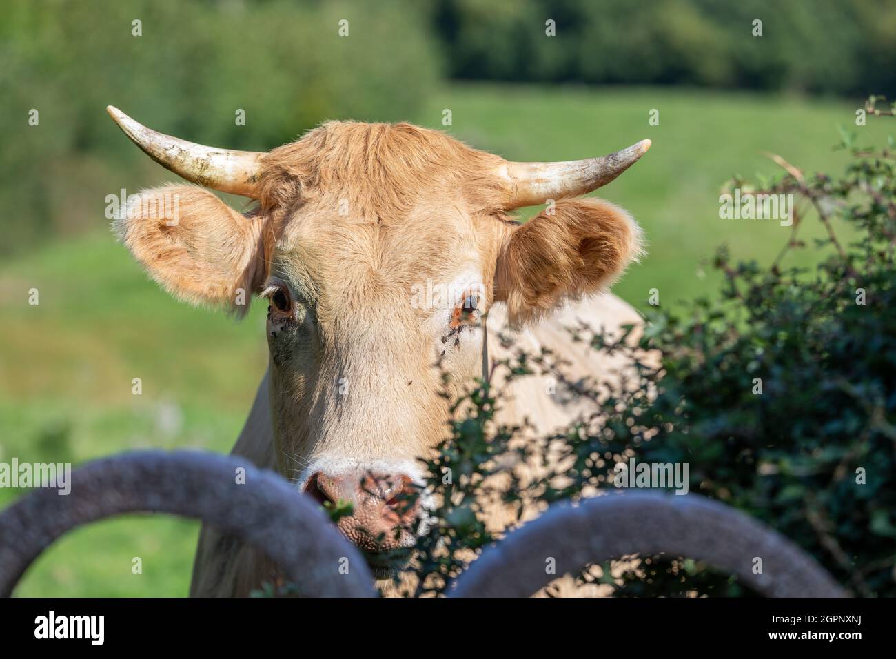 a close up on the head of a cow with flies in Germany Stock Photo - Alamy