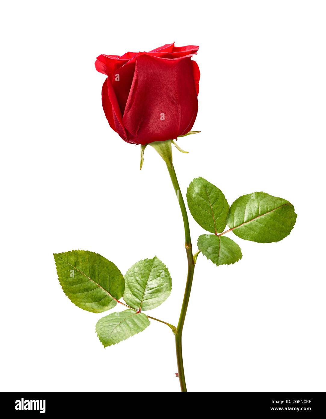 Single Red Rose Petal