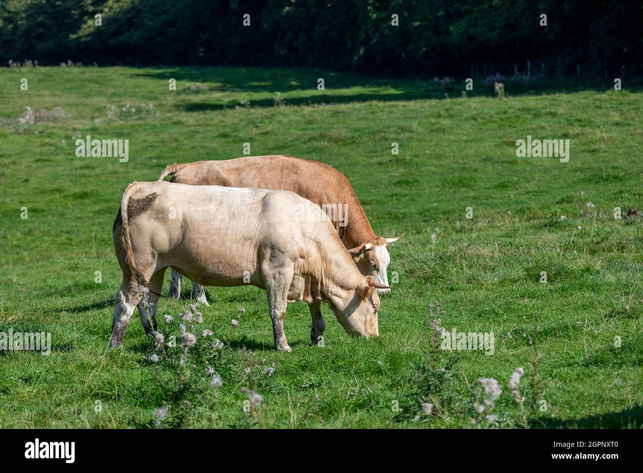 Side view brown cow hi-res stock photography and images - Alamy
