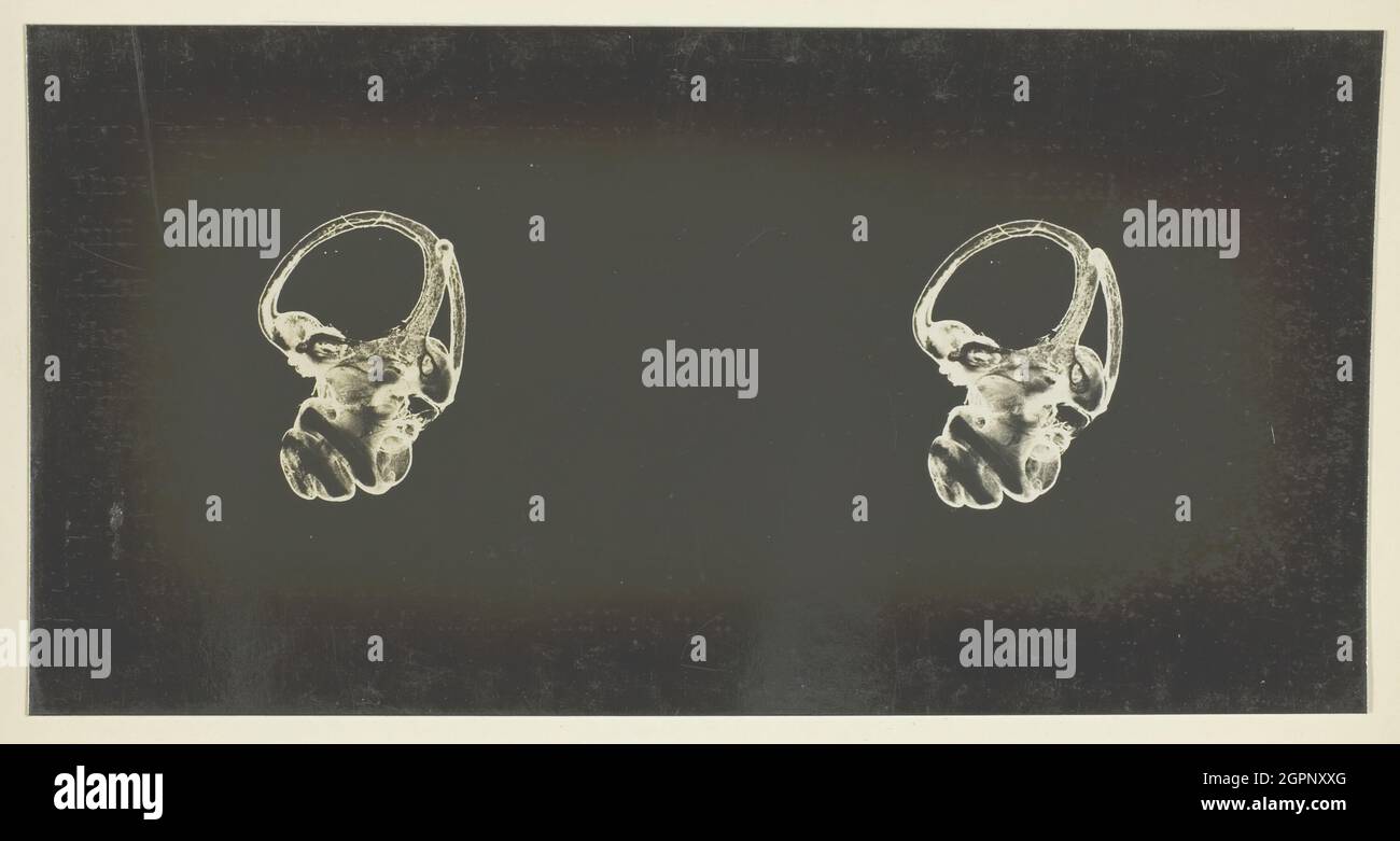 The Labyrinth of Animals; Including Mammals, Birds, Reptiles ...