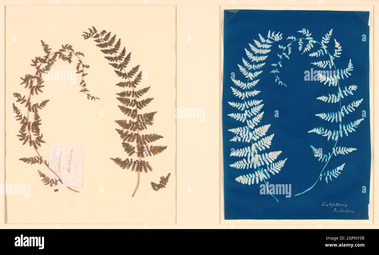 Cyanotype hi-res stock photography and images - Alamy