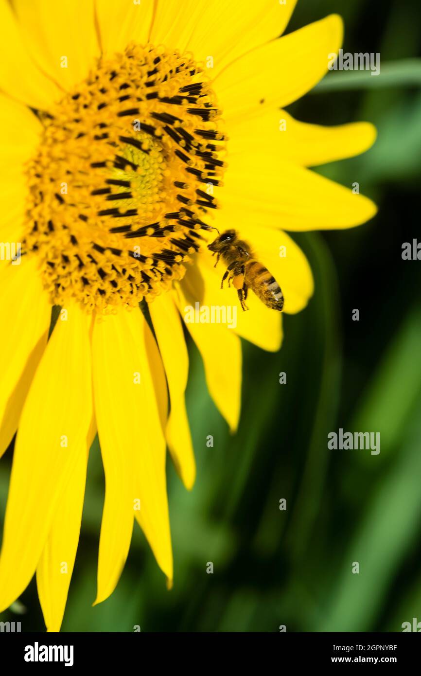 Sunflower honey bee flying hi-res stock photography and images - Alamy