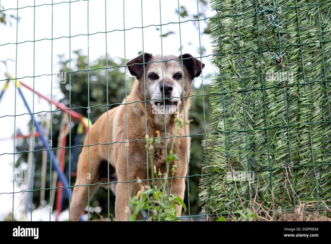 Threatening dog behind a fence defending its territory Stock Photo - Alamy