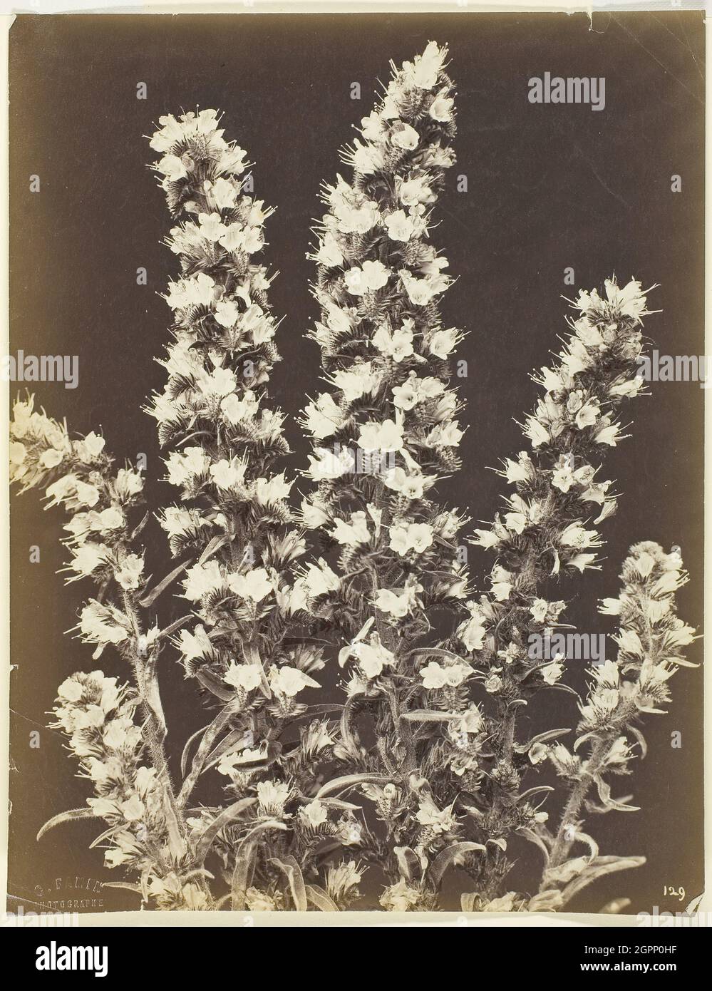 Albumen plants hi-res stock photography and images - Alamy