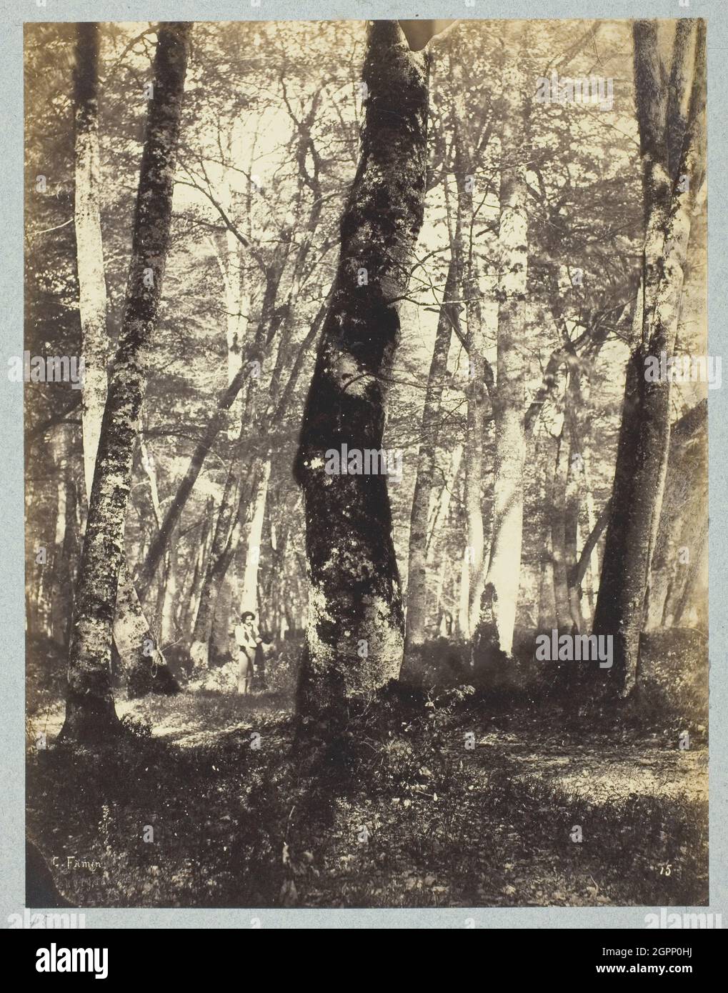 Study in the Barbizon Forest, 1860/69. [Woods at Fontainebleau, France ...