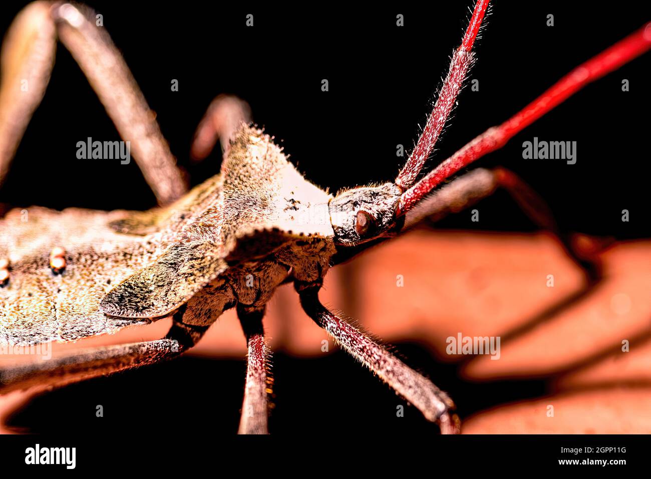Macro shot of the creation wheel bug with its shadow on an orange ...