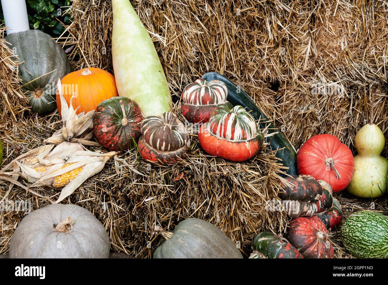 Pumpkins of different types, shapes, sizes and colors lie in a row on ...
