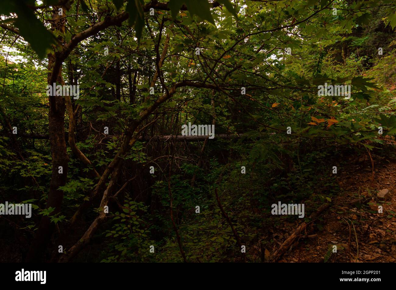 Wonderful autumn hike around hi-res stock photography and images - Alamy