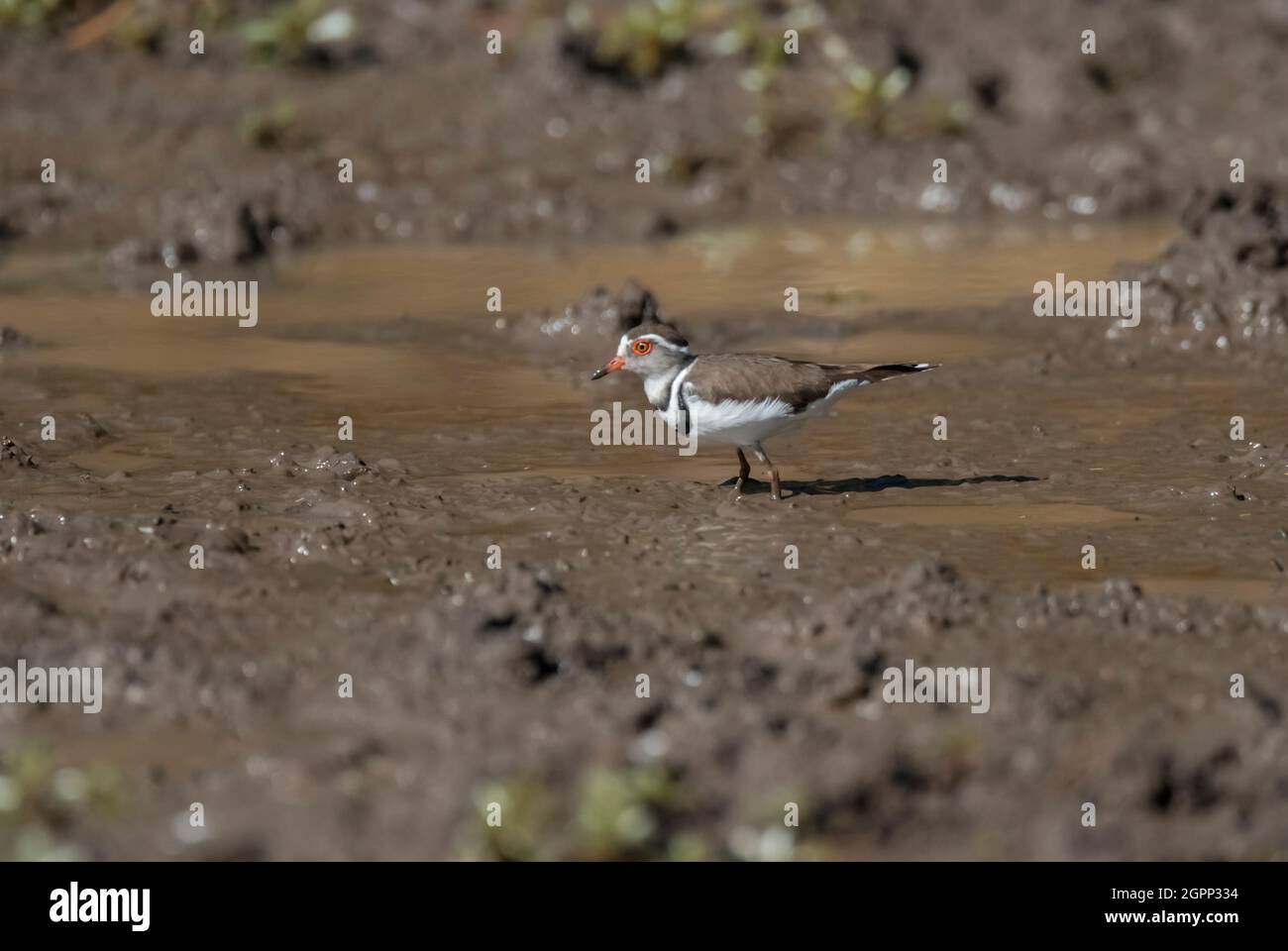 Three banded plover, (Charadrius tricollaris), Kriger National Park ...
