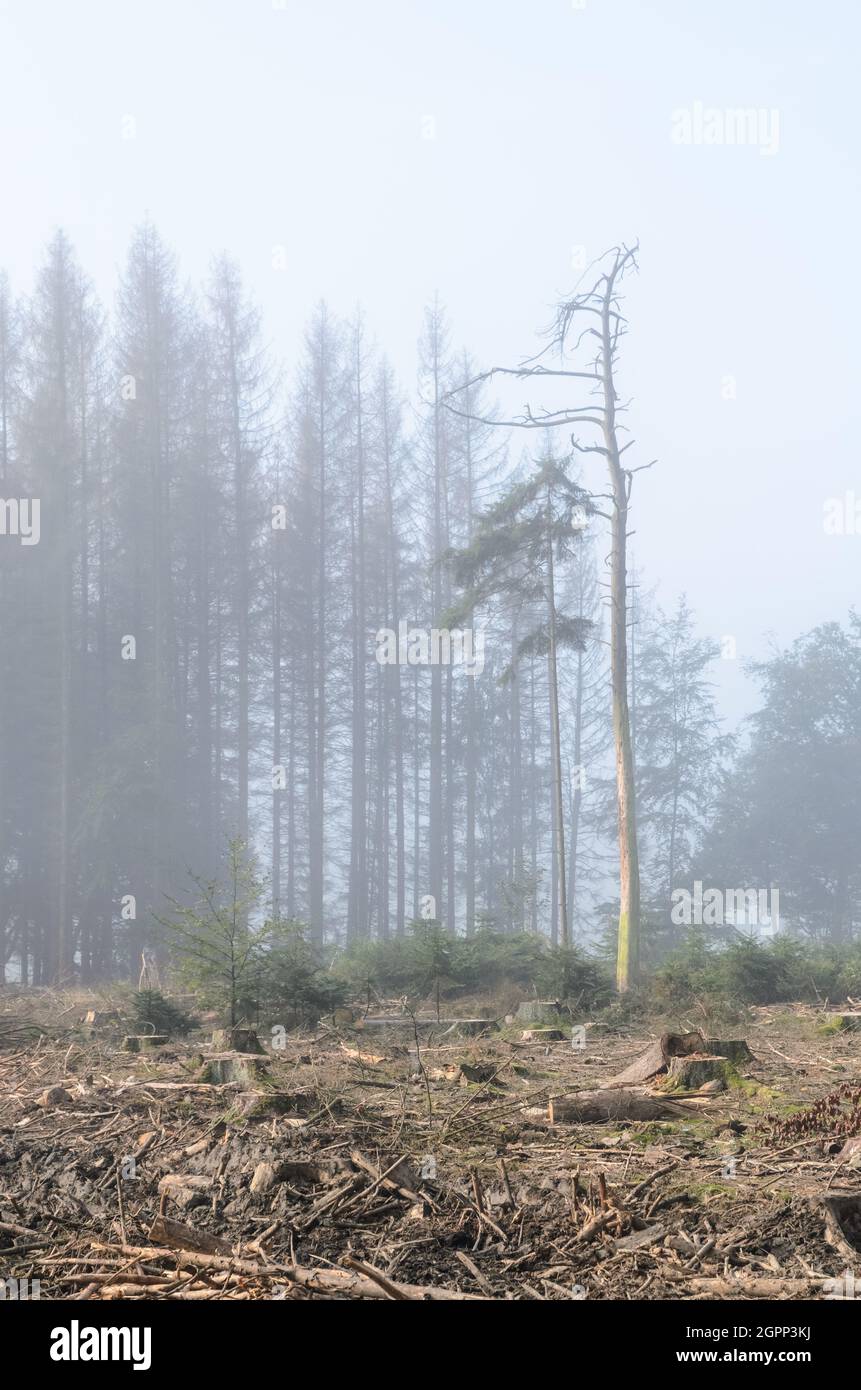 Timber reforestation hi-res stock photography and images - Alamy