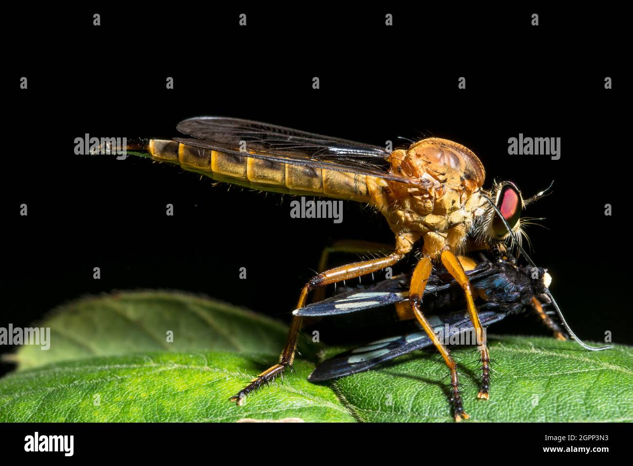 Robberfly is eating food Stock Photo - Alamy