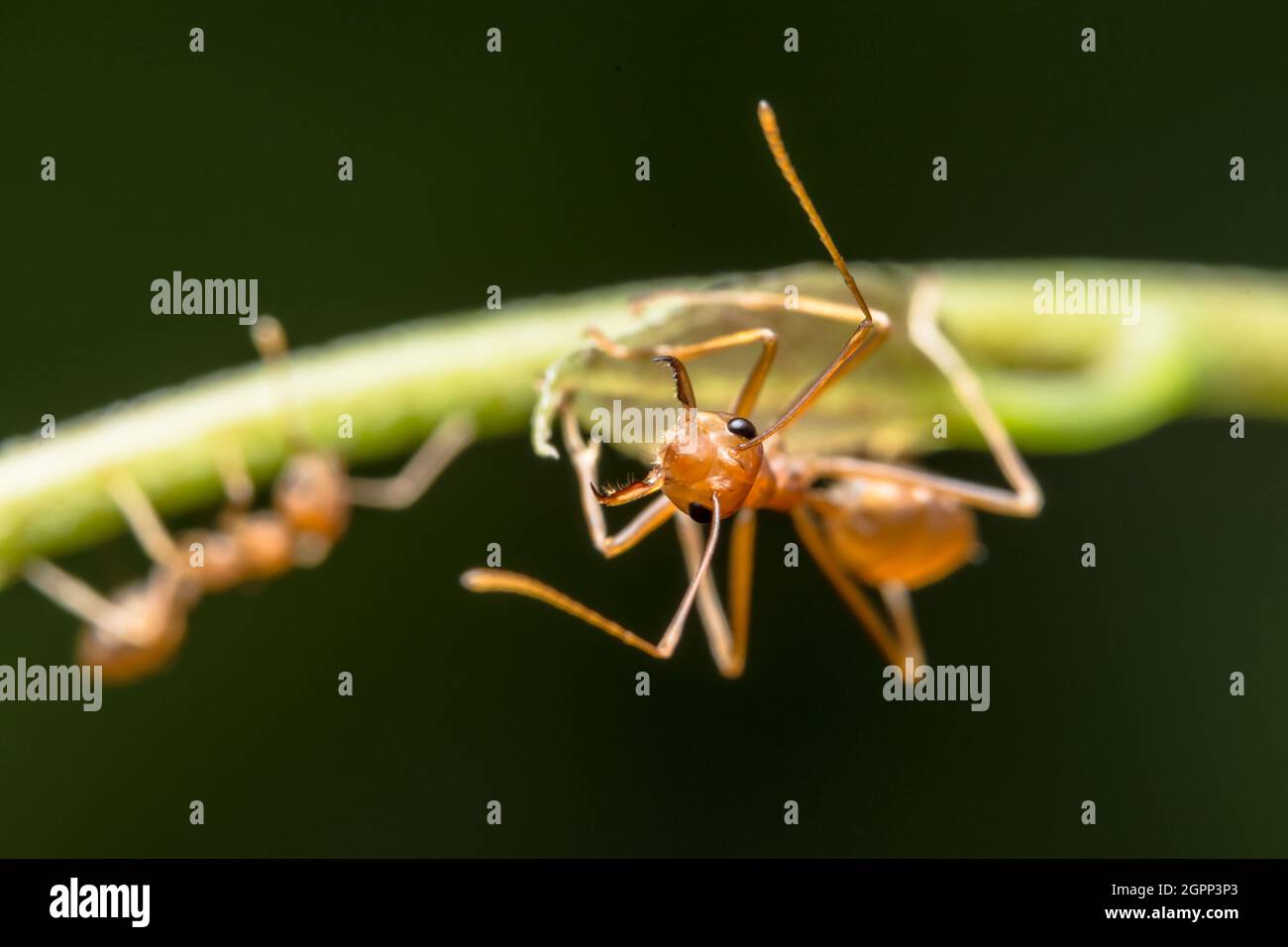 Close-up photo of red ant on leaf Stock Photo - Alamy