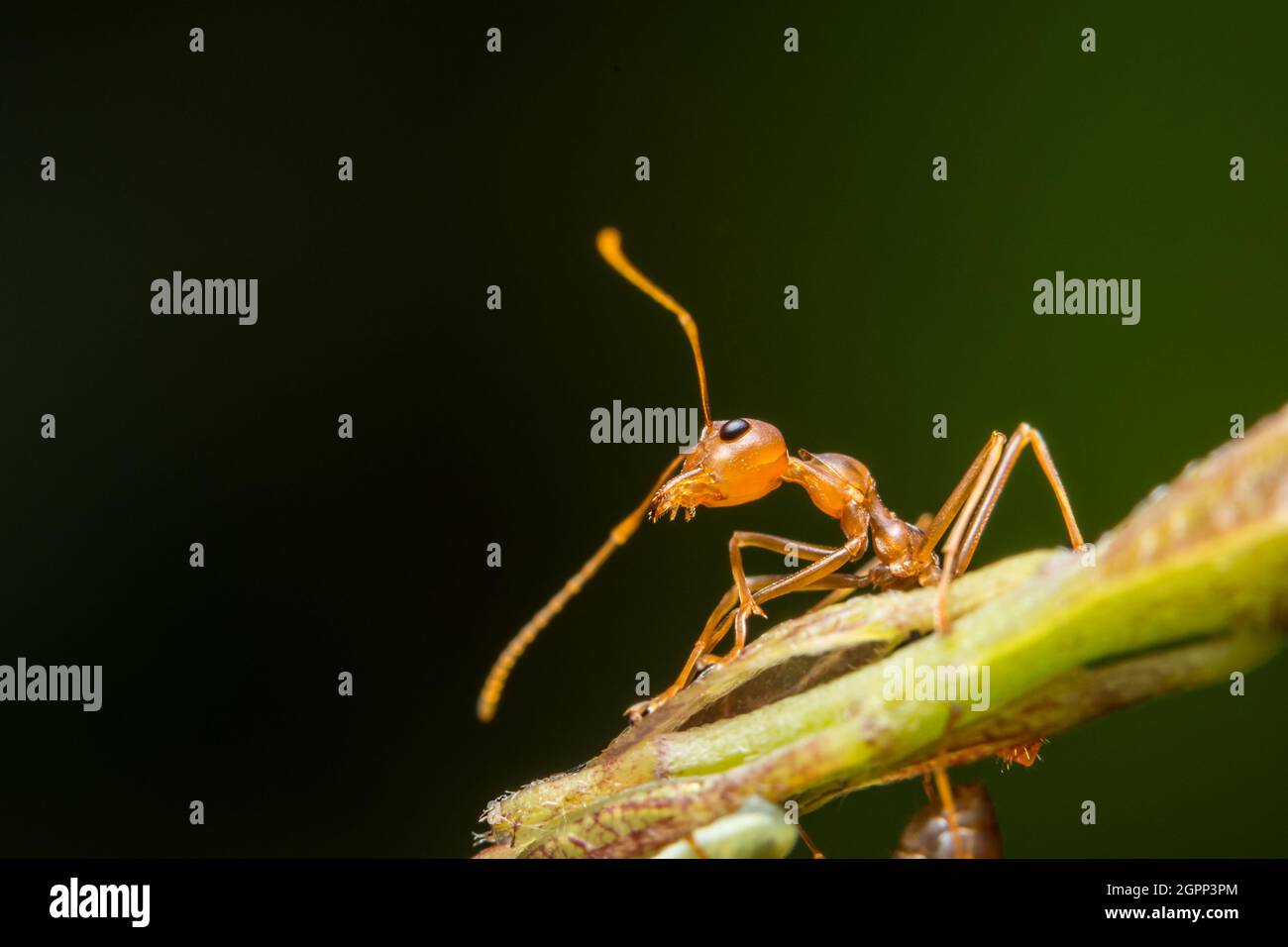 Close-up photo of red ant on leaf Stock Photo - Alamy