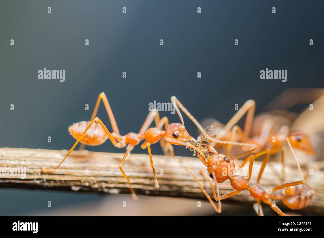 macro red ant Stock Photo - Alamy