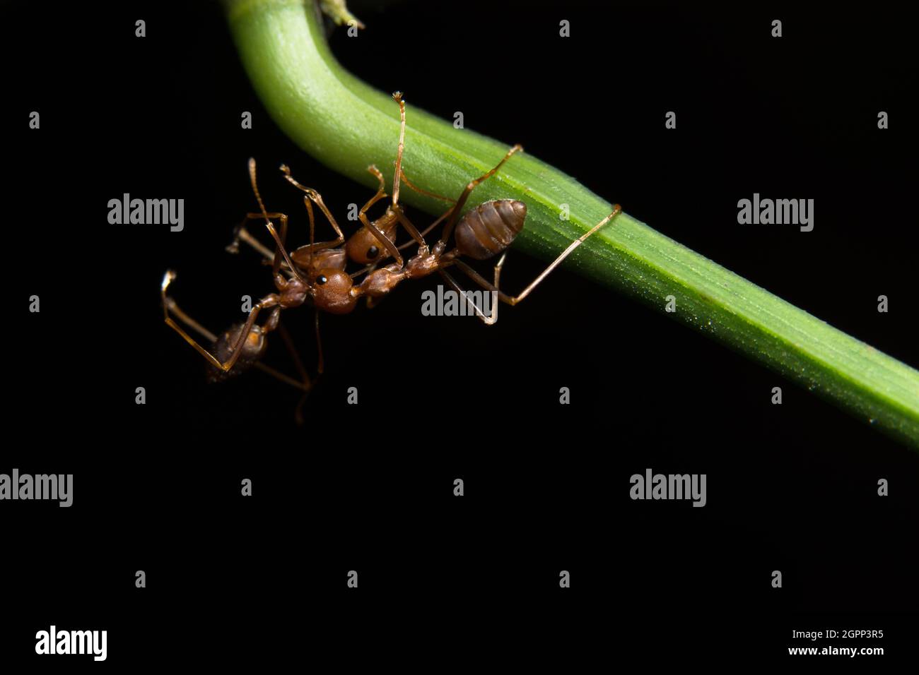 Macro red ants on plants Stock Photo - Alamy