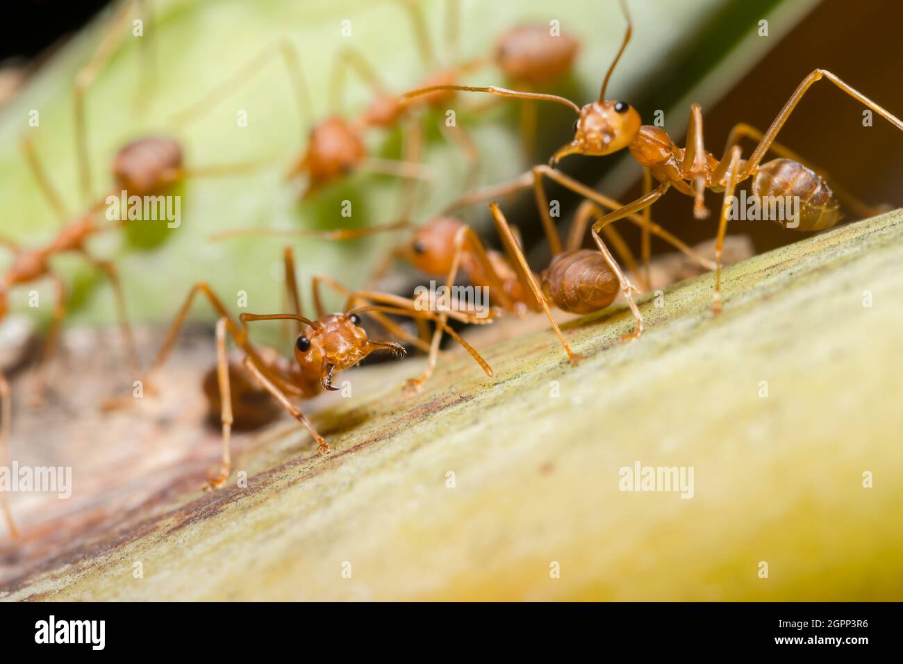 Fire ants swarm hi-res stock photography and images - Alamy