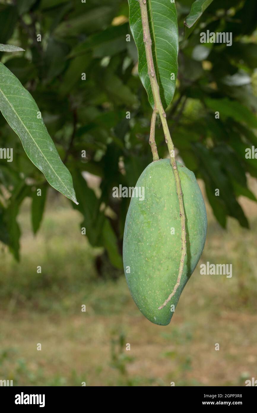 Raw green mangoes Stock Photo - Alamy