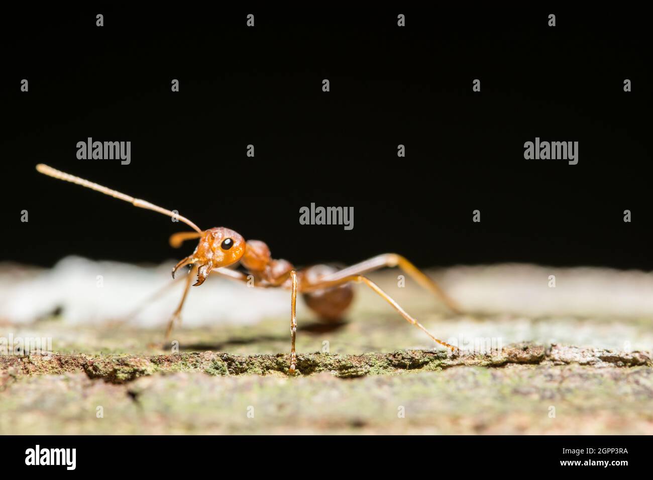 Red ant on the tree Stock Photo - Alamy