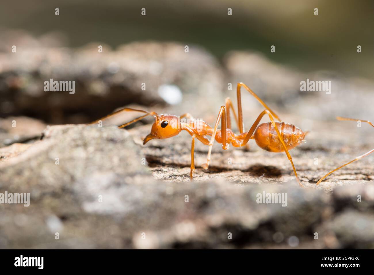 Macro red ant Stock Photo - Alamy