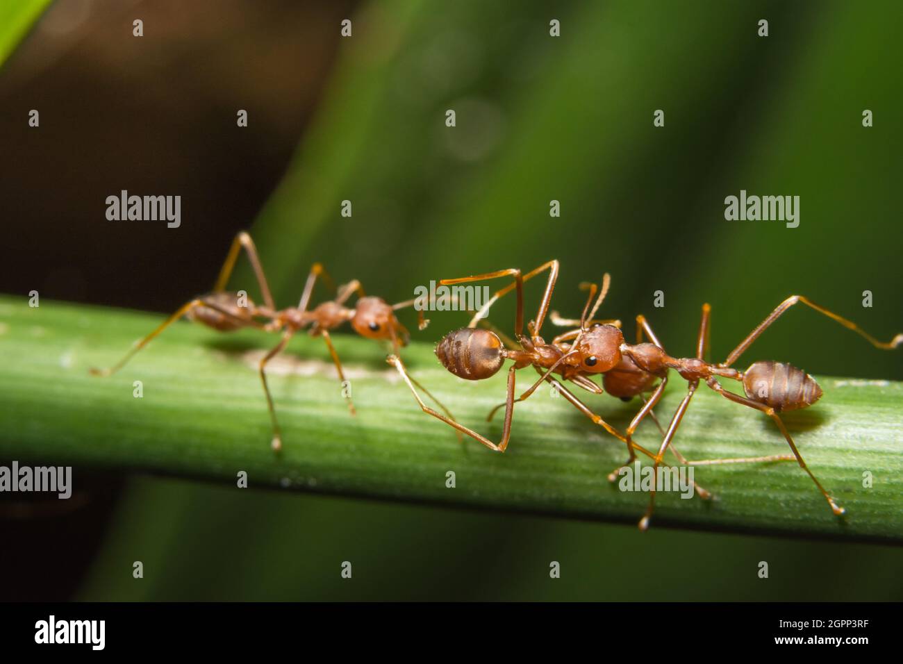 Macro red ants on plants Stock Photo - Alamy
