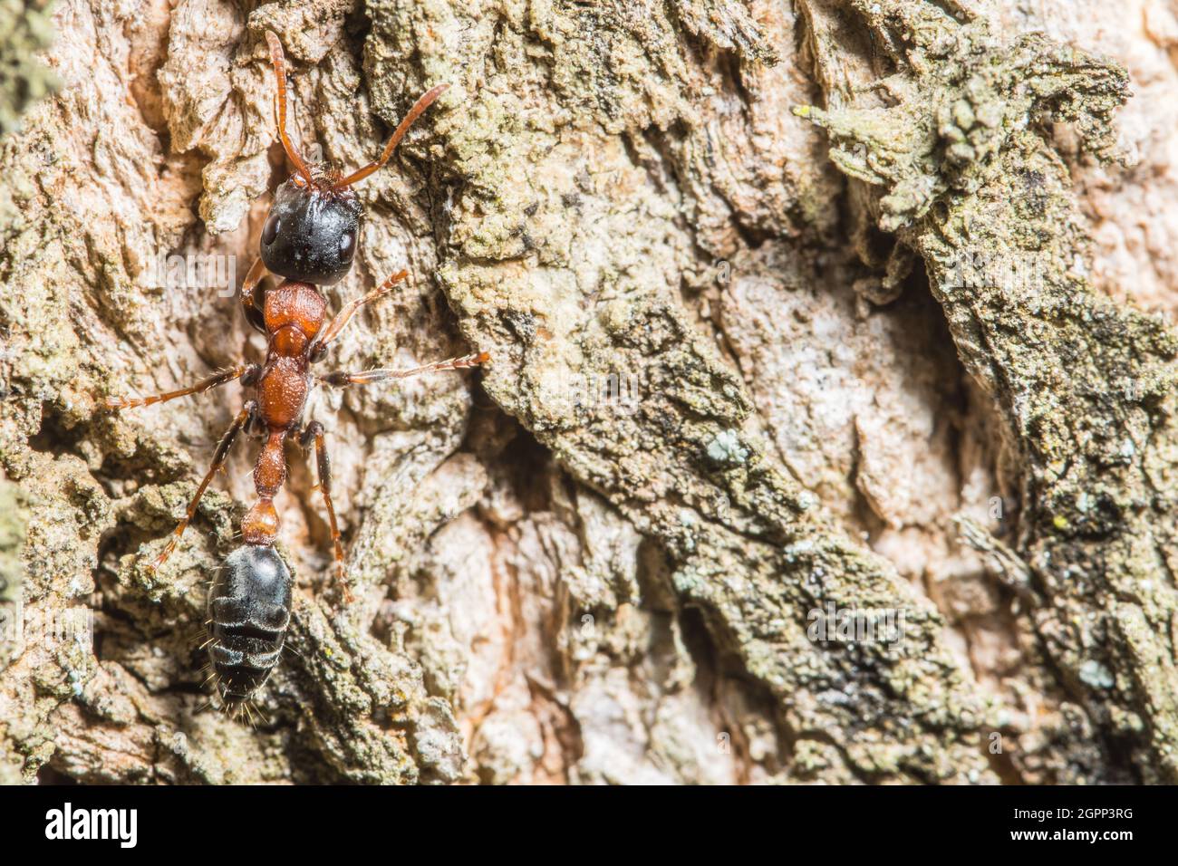 macro red ant Stock Photo - Alamy