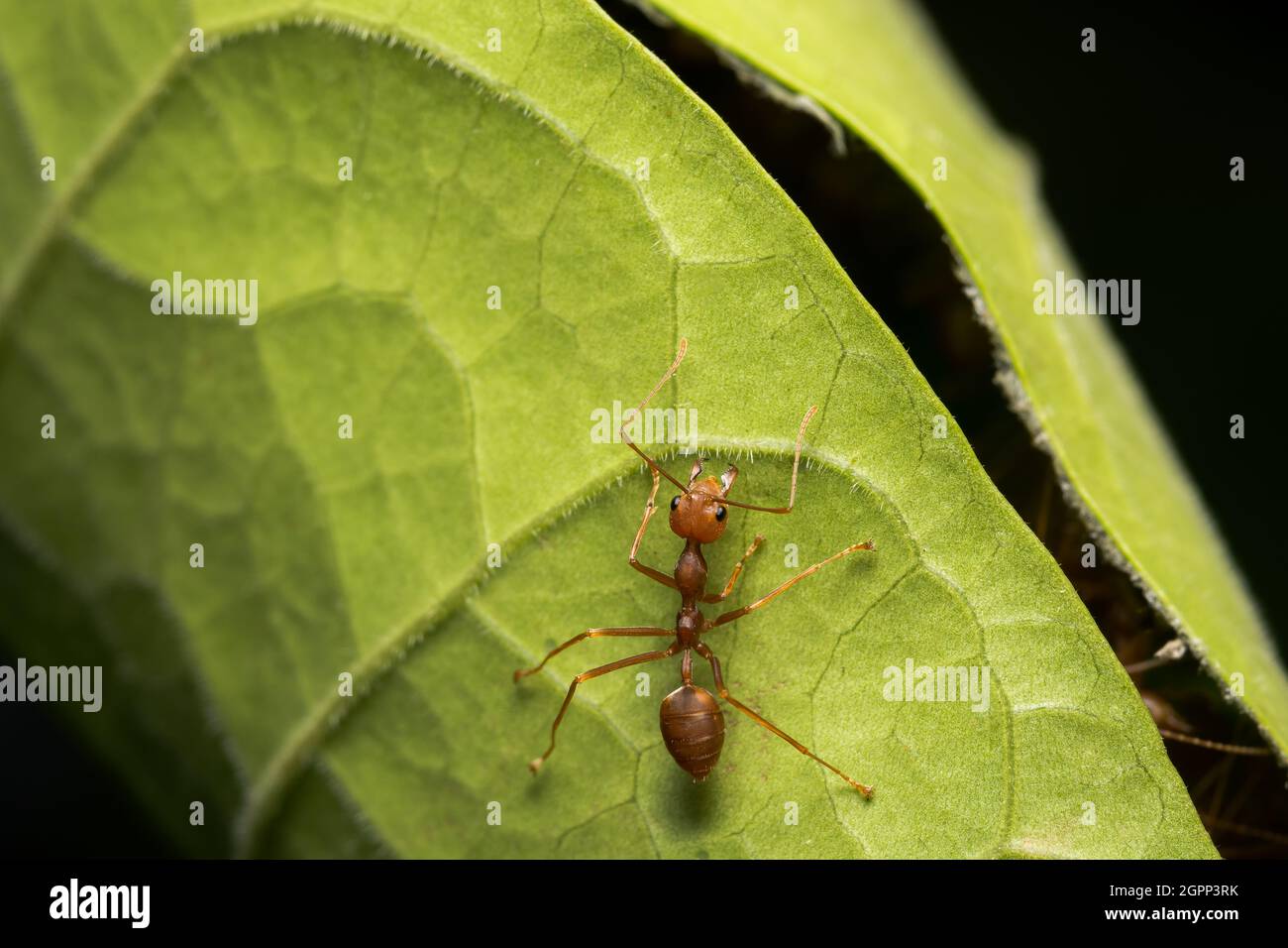 Red fire ants on green leaf hi-res stock photography and images - Alamy