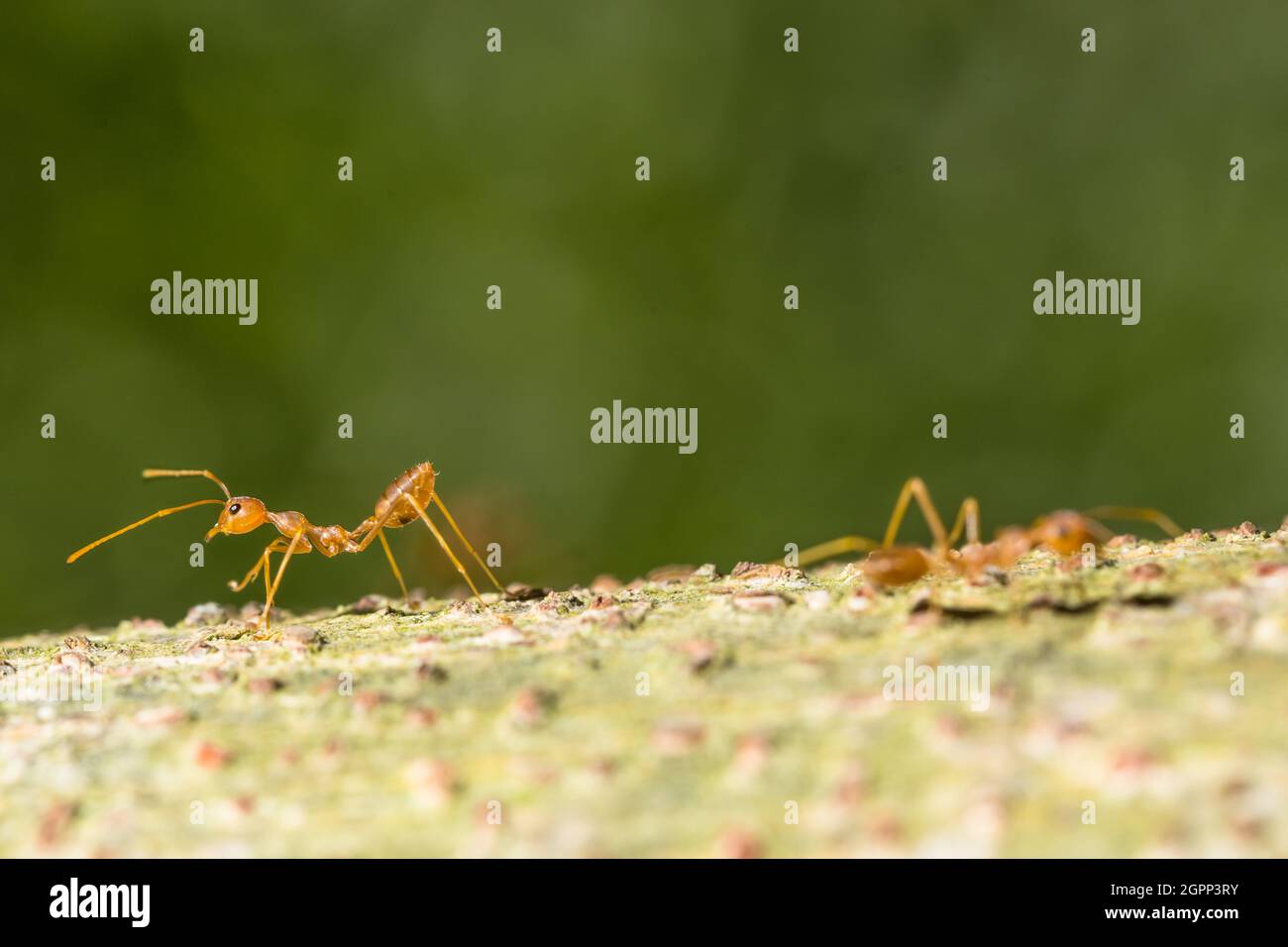 Take a close-up of the red ants Stock Photo - Alamy