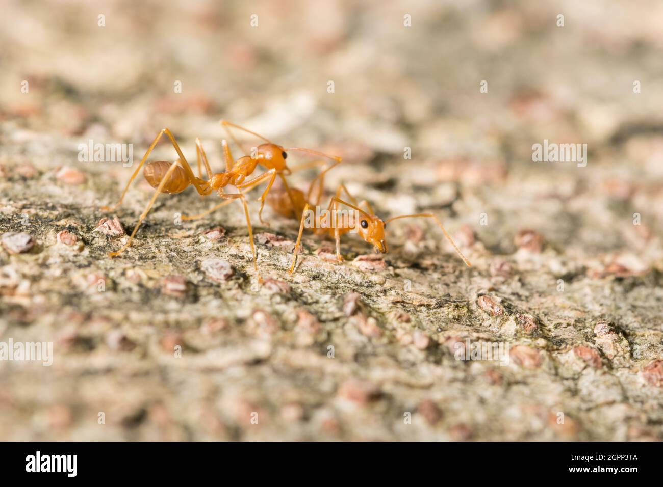 Guard ants hi-res stock photography and images - Alamy