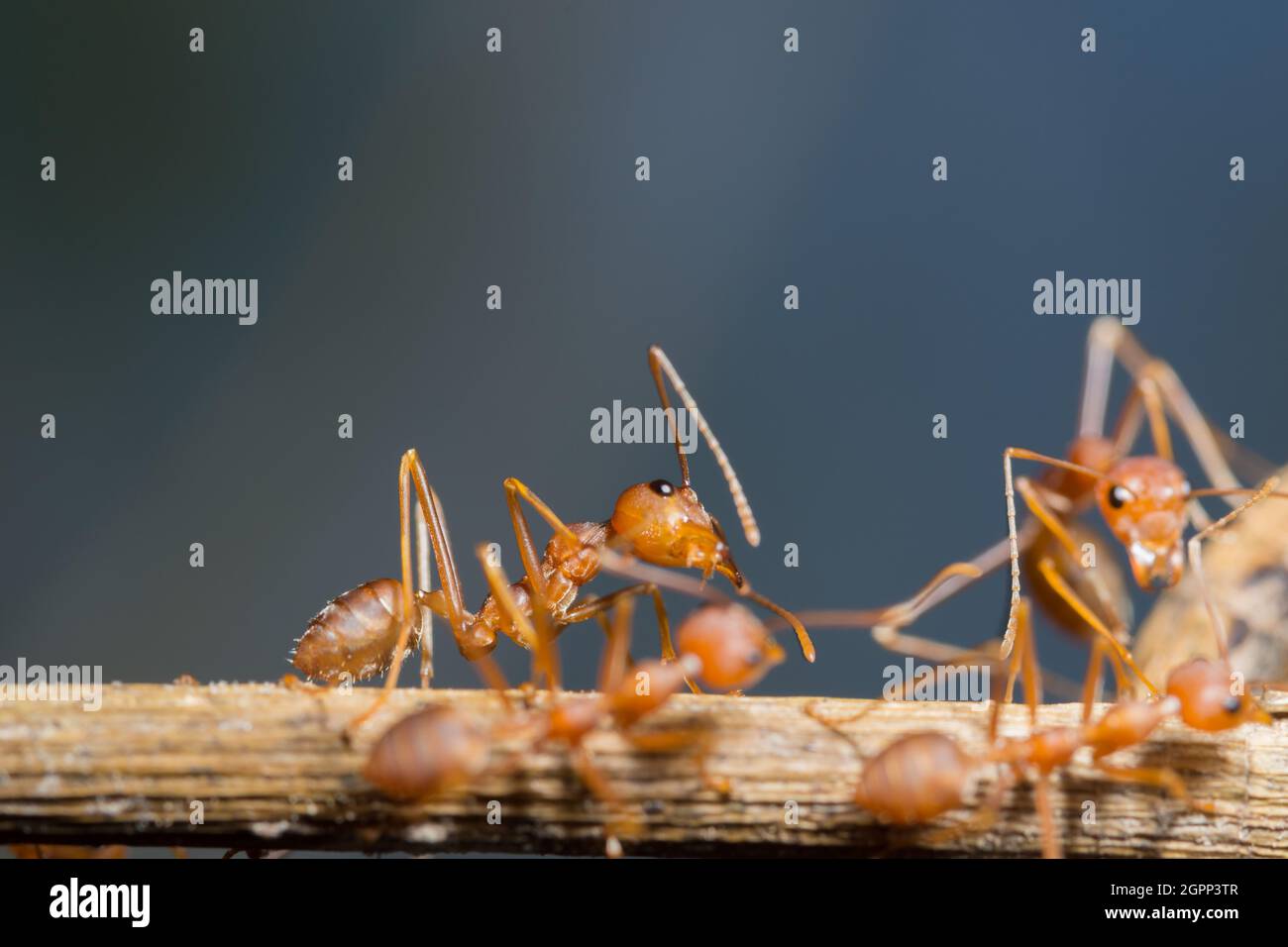 macro red ant Stock Photo - Alamy