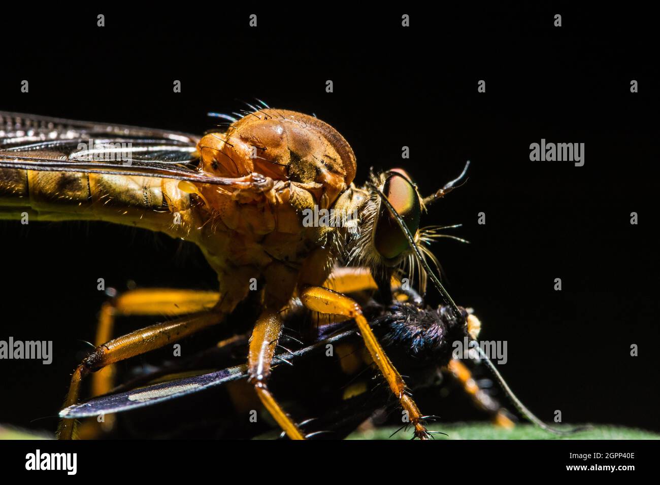 Robberfly is eating food Stock Photo - Alamy