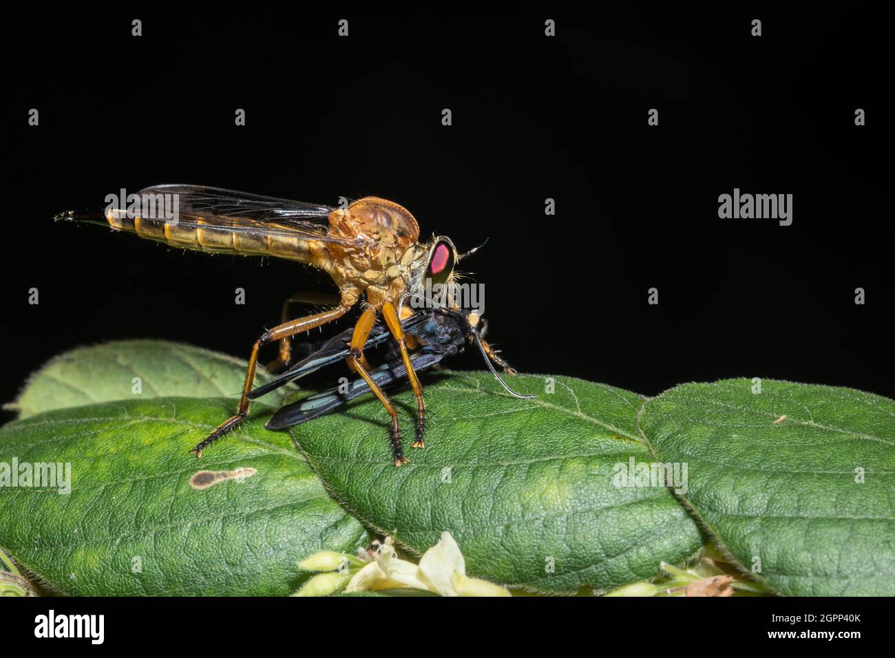 Robberfly is eating food Stock Photo - Alamy