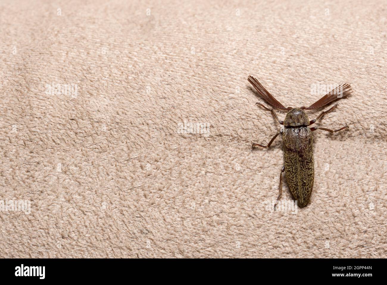 Close up photos Click beetle brown background Stock Photo - Alamy