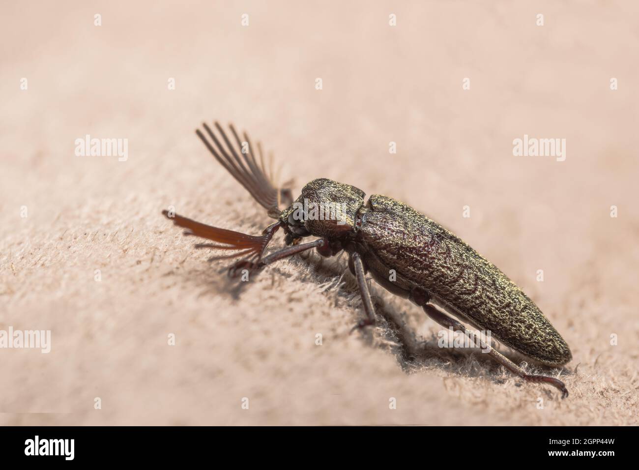 Pyrophorus click beetle hi-res stock photography and images - Alamy