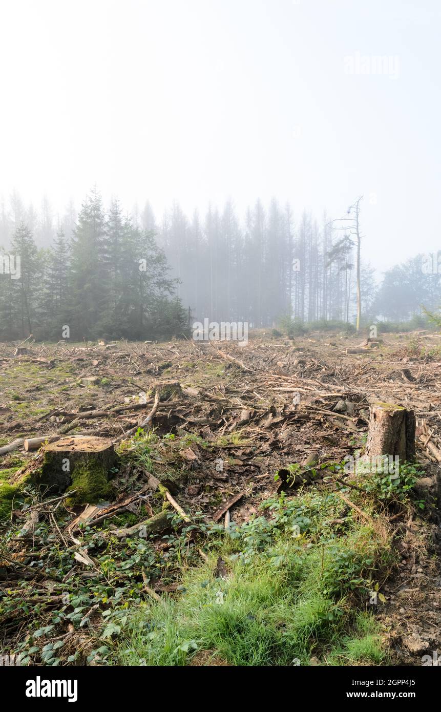 Timber reforestation hi-res stock photography and images - Alamy