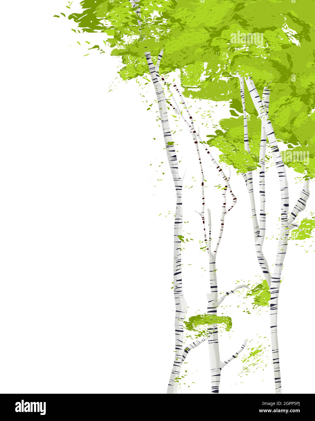 Birch trees vector card Stock Vector Image & Art - Alamy