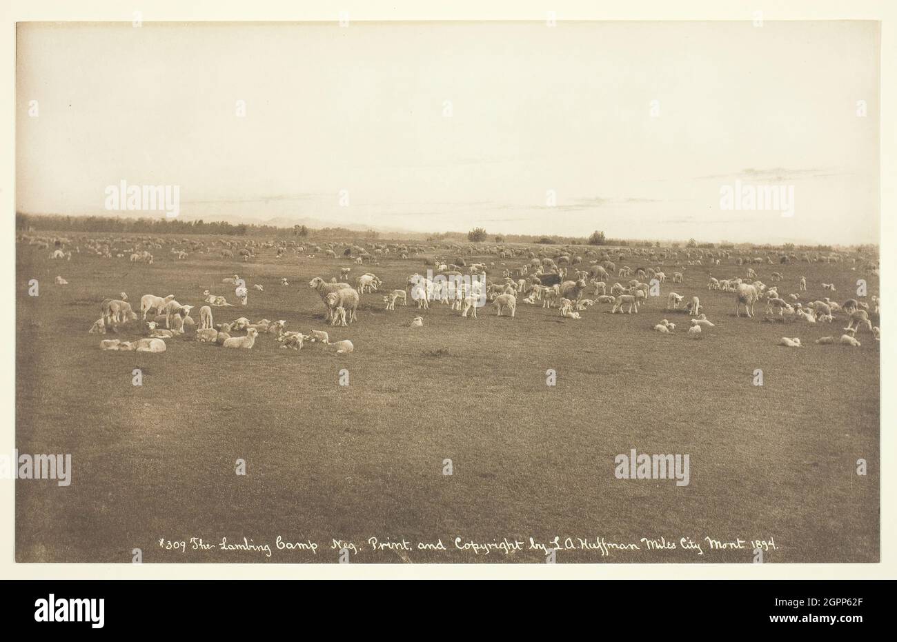 The Lambing Camp, 1894. [Field of ewes and lambs]. Gelatin silver print ...