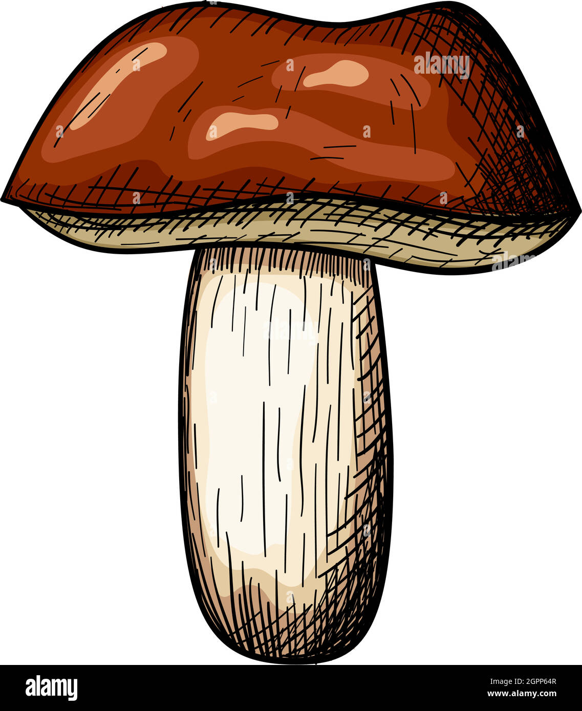 Autumn white toadstool mushroom Stock Vector Images - Alamy