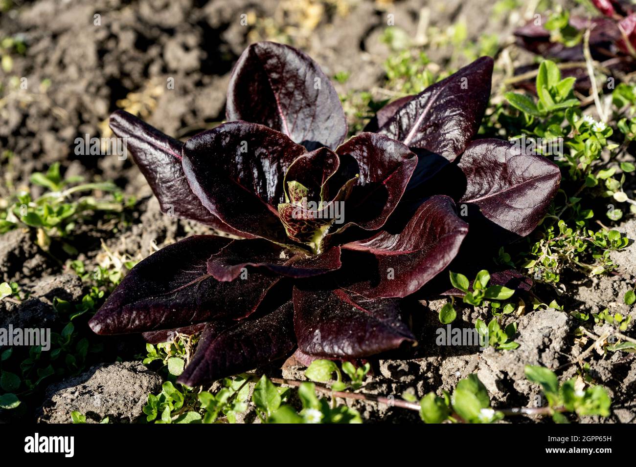 Close up of a little gem of red lettuce in a vegetable garden in ...